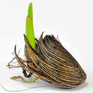 THE EVIL SEED – God's Final Call